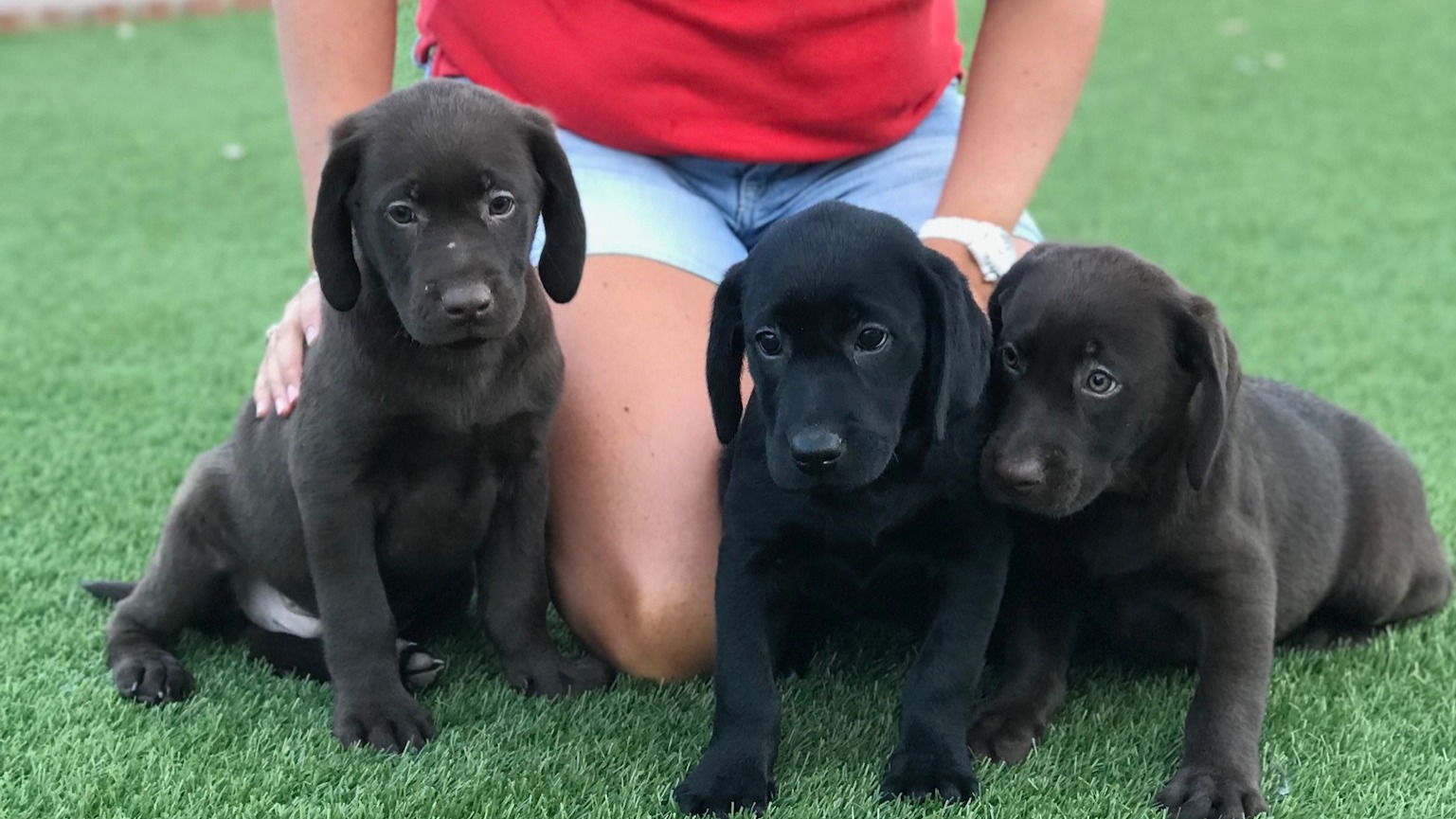 Labrador Puppies | Lynsted Labs | Sittingbourne