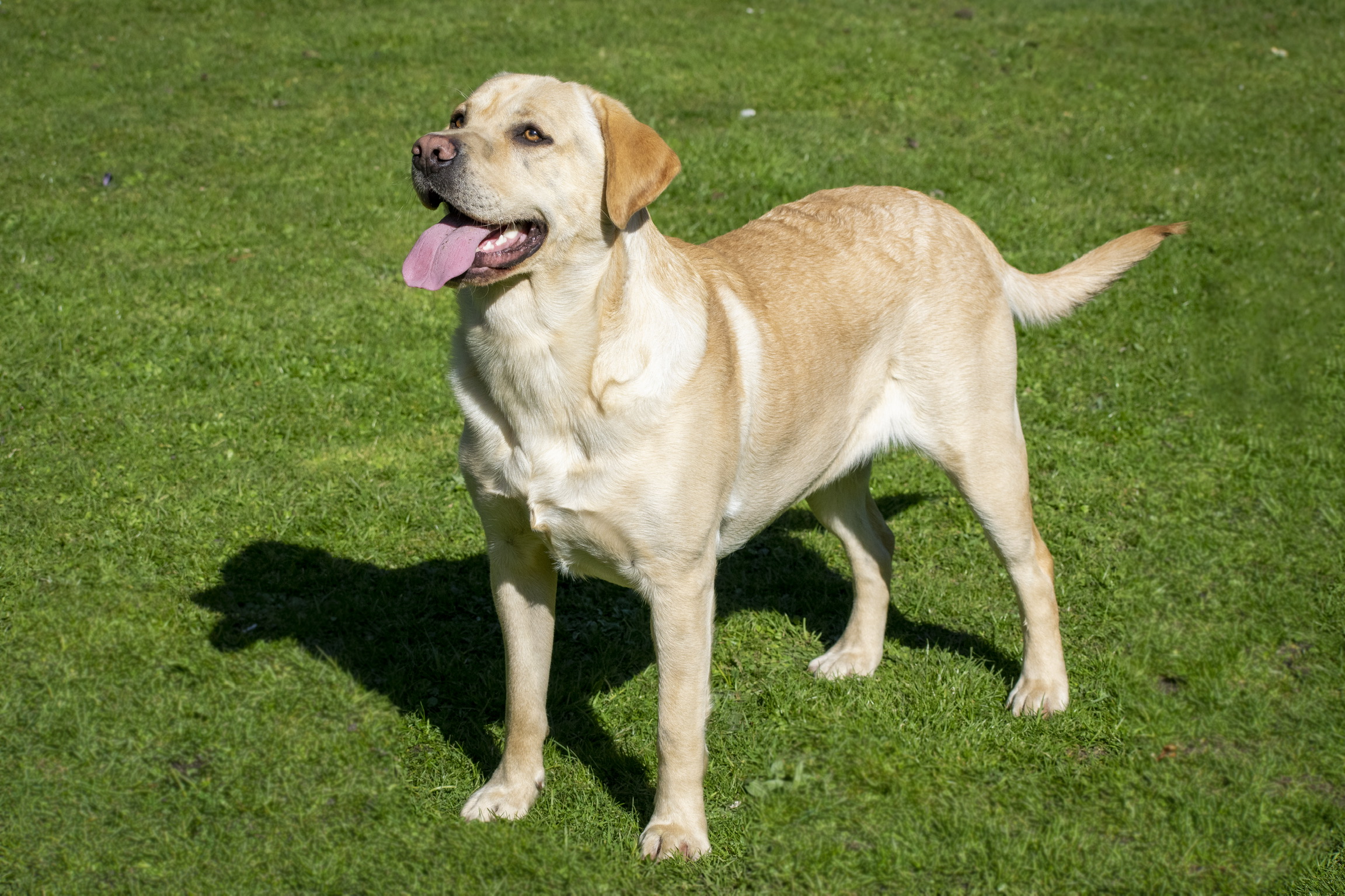 Stud Dogs - Lynsted Labs