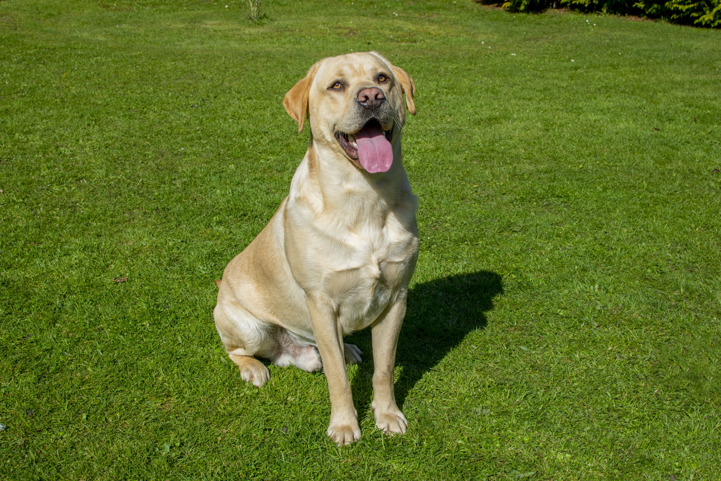 Stud Dogs - Lynsted Labs