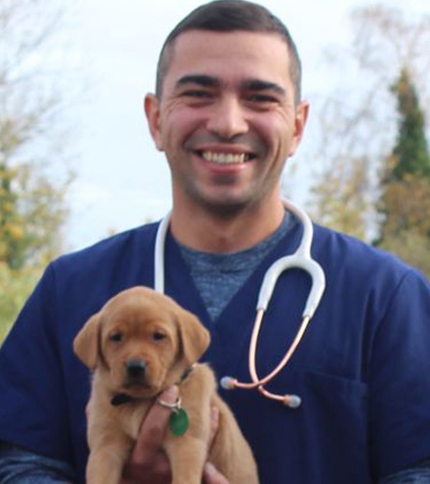 Michael - Labrador Puppies | Lynsted Labs | Sittingbourne