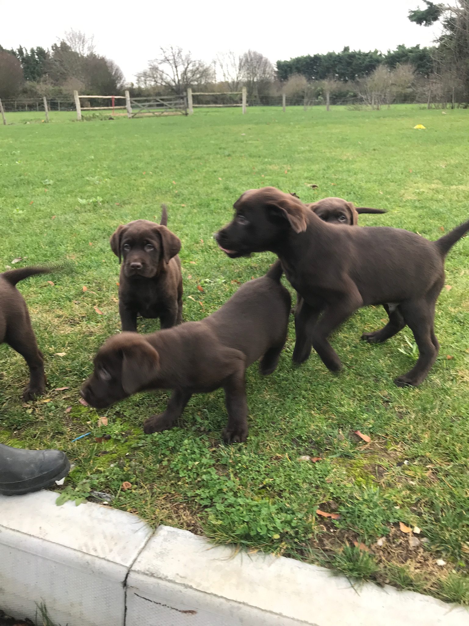 Labrador Puppies for Sale | Labrador Breeders Kent | Labrador Puppies ...