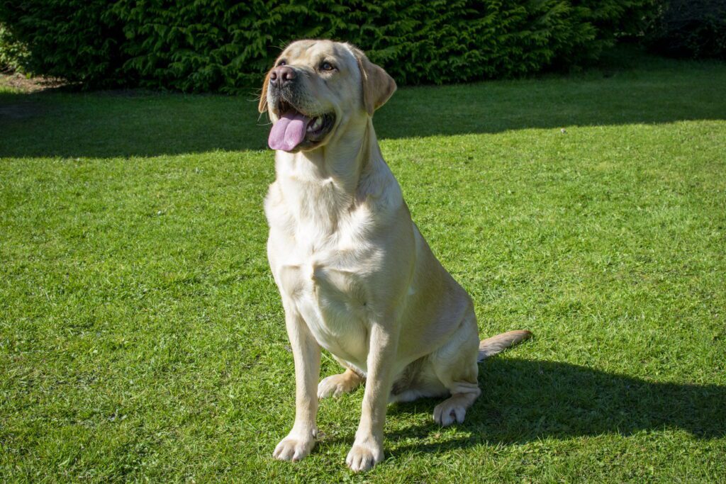 Lynsted Lab Stud Dogs - Labrador Puppies | Lynsted Labs | Sittingbourne