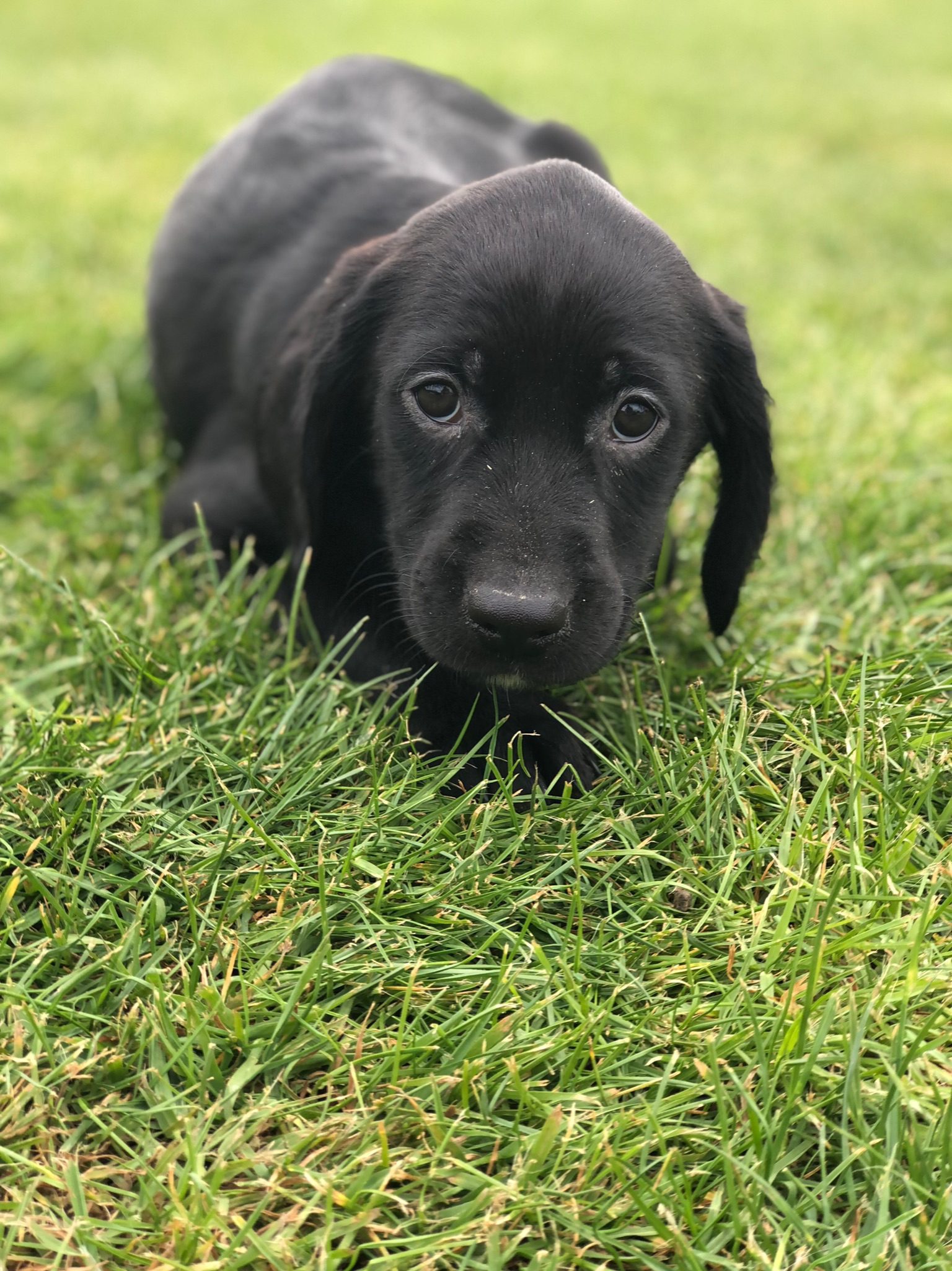 Gallery - Labrador Puppies | Lynsted Labs | Sittingbourne