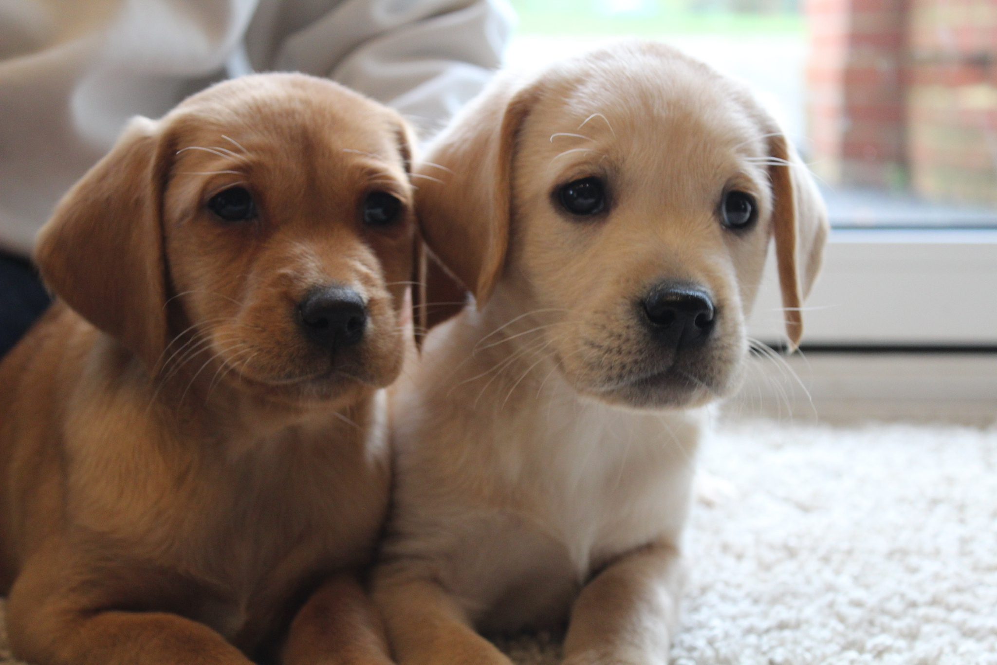 Labrador Puppies for Sale - Labrador Puppies | Lynsted Labs | Sittingbourne