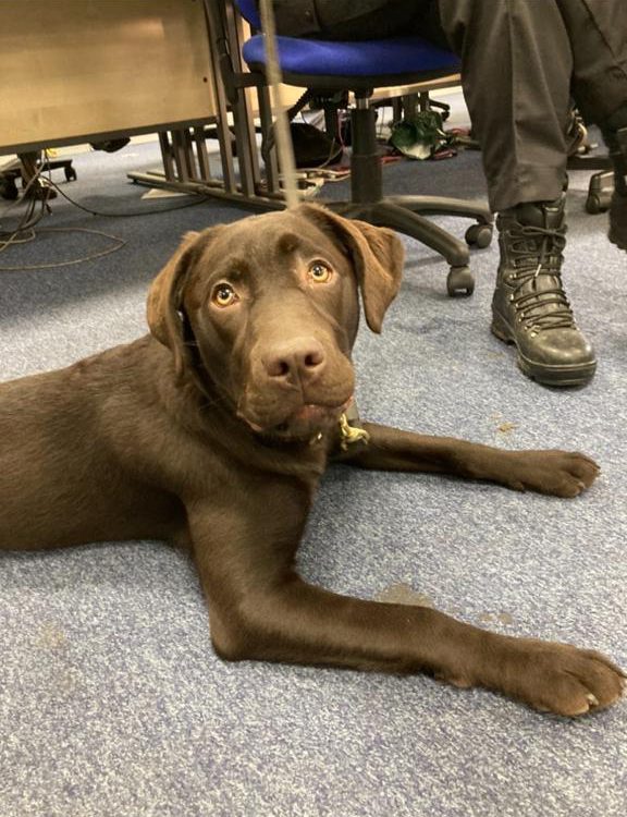 Puppy Handover to the Metropolitan Police - Labrador Puppies | Lynsted ...
