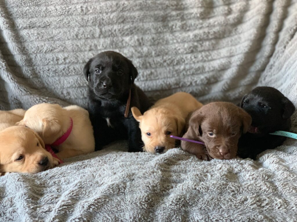 Best Labrador Puppies for Sale | Labrador Breeders Kent | Labrador ...