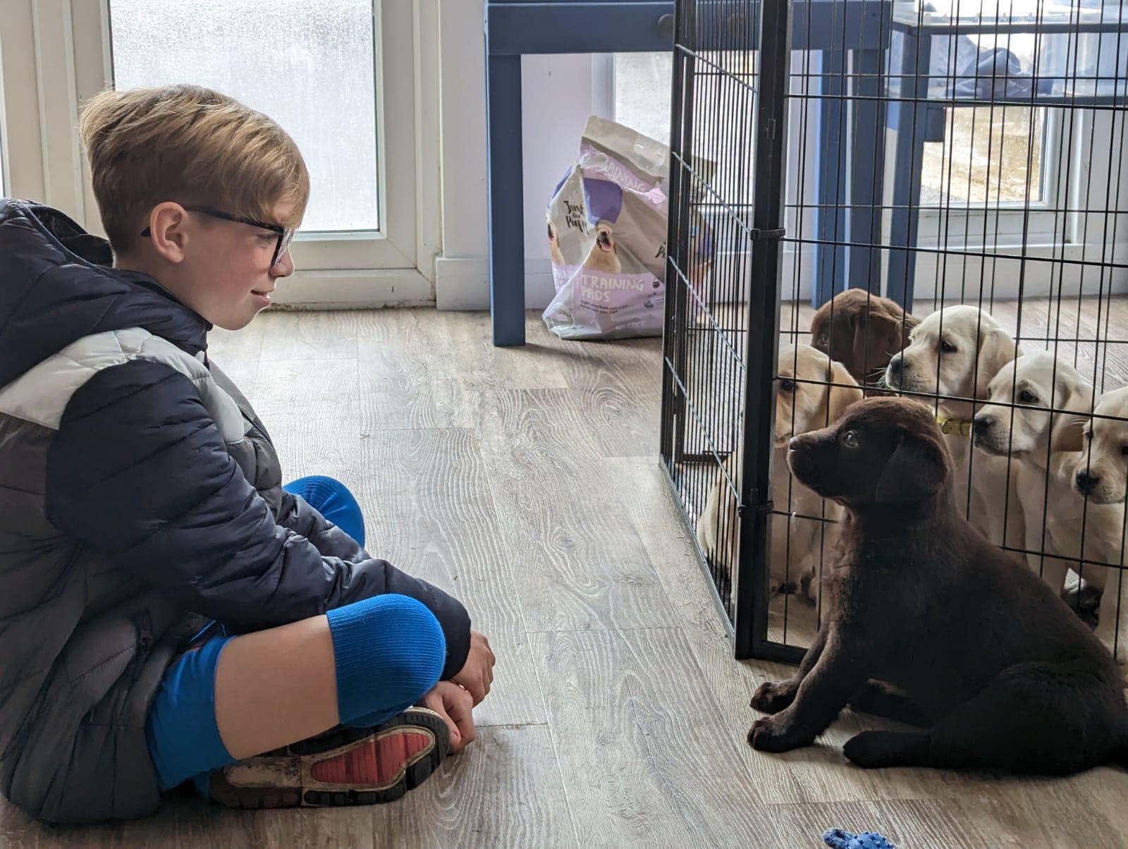 Labrador Puppies for Sale | Labrador Breeders Kent | Labrador Puppies ...