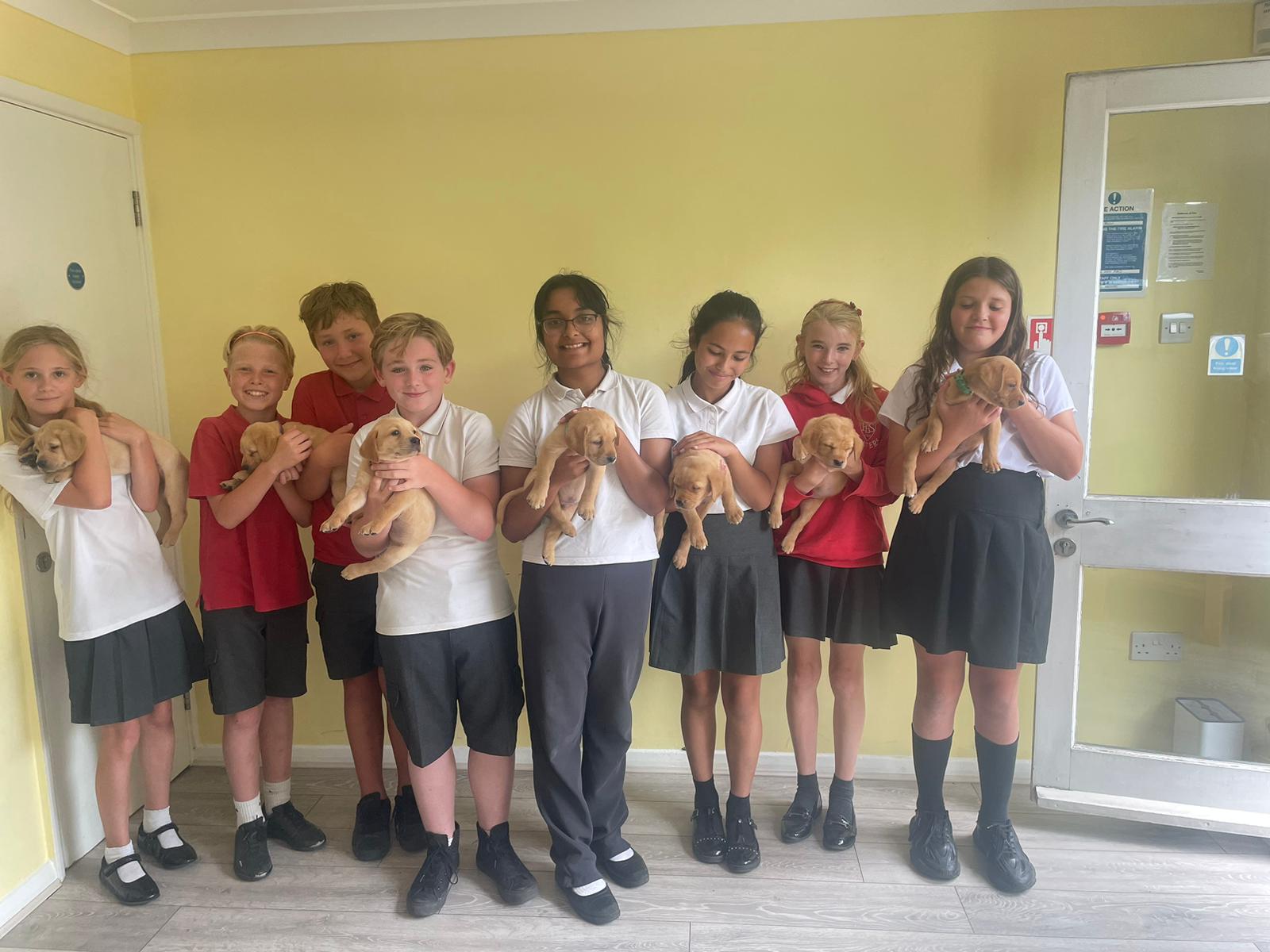 School Days - Labrador Puppies | Lynsted Labs | Sittingbourne