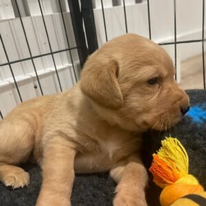 Labrador Puppies for Sale | Black, Choc, Yellow, Red Labrador Breeders ...