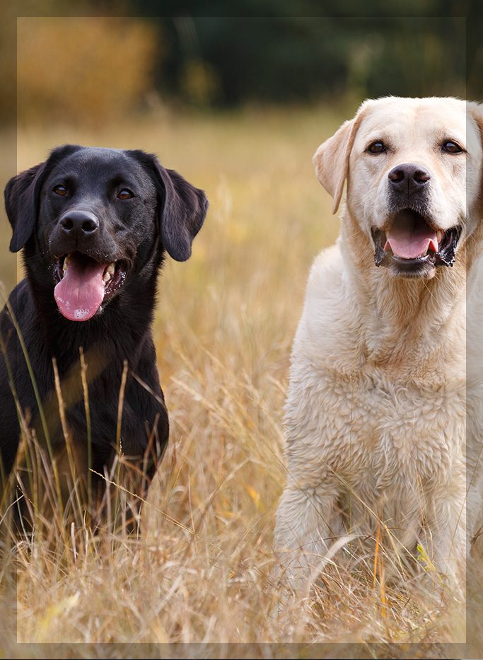 The Labrador is the world’s most popular dog - Labrador Puppies ...