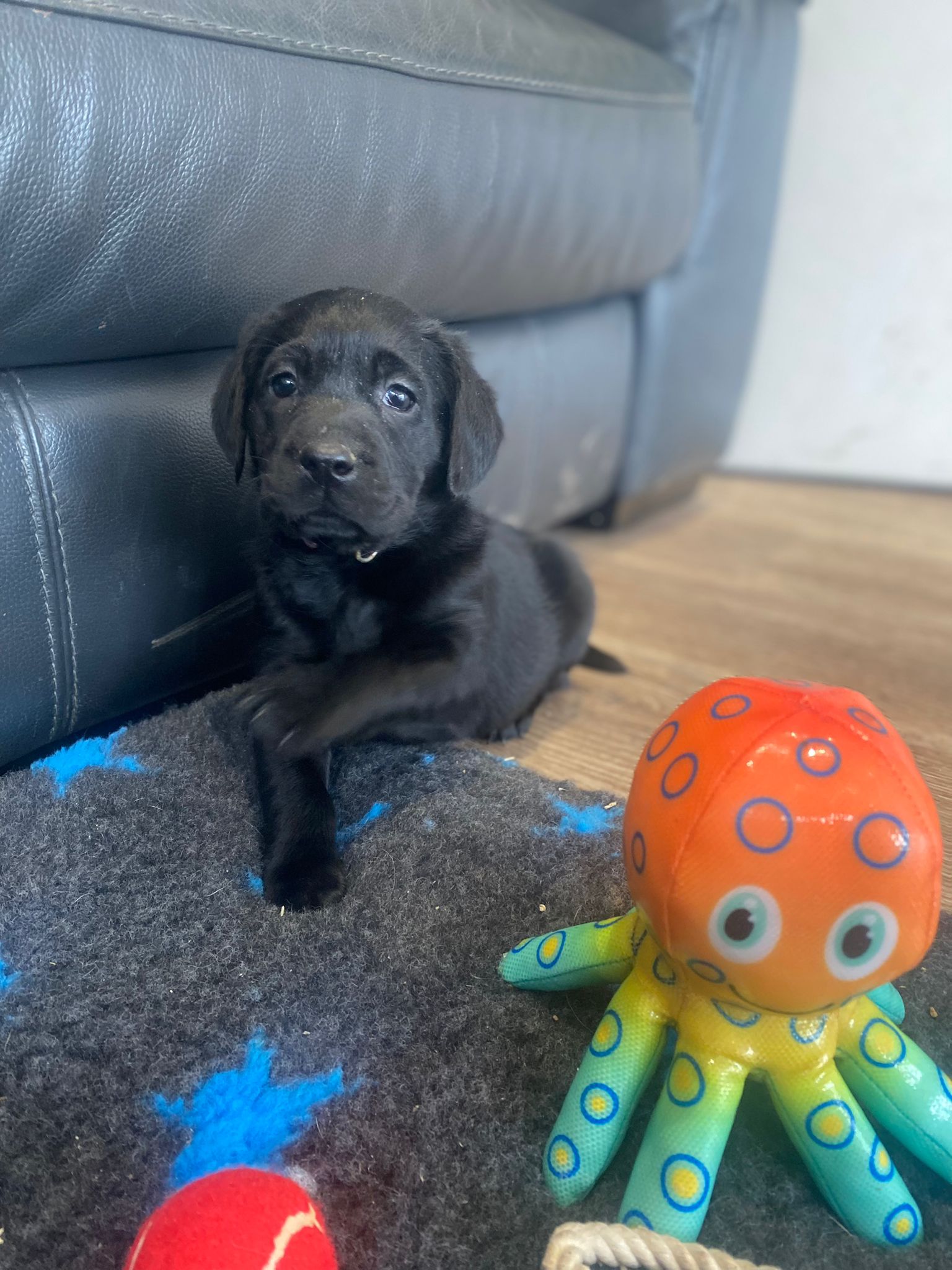 Labrador Puppies for Sale | Black, Choc, Yellow, Red Labrador Breeders ...