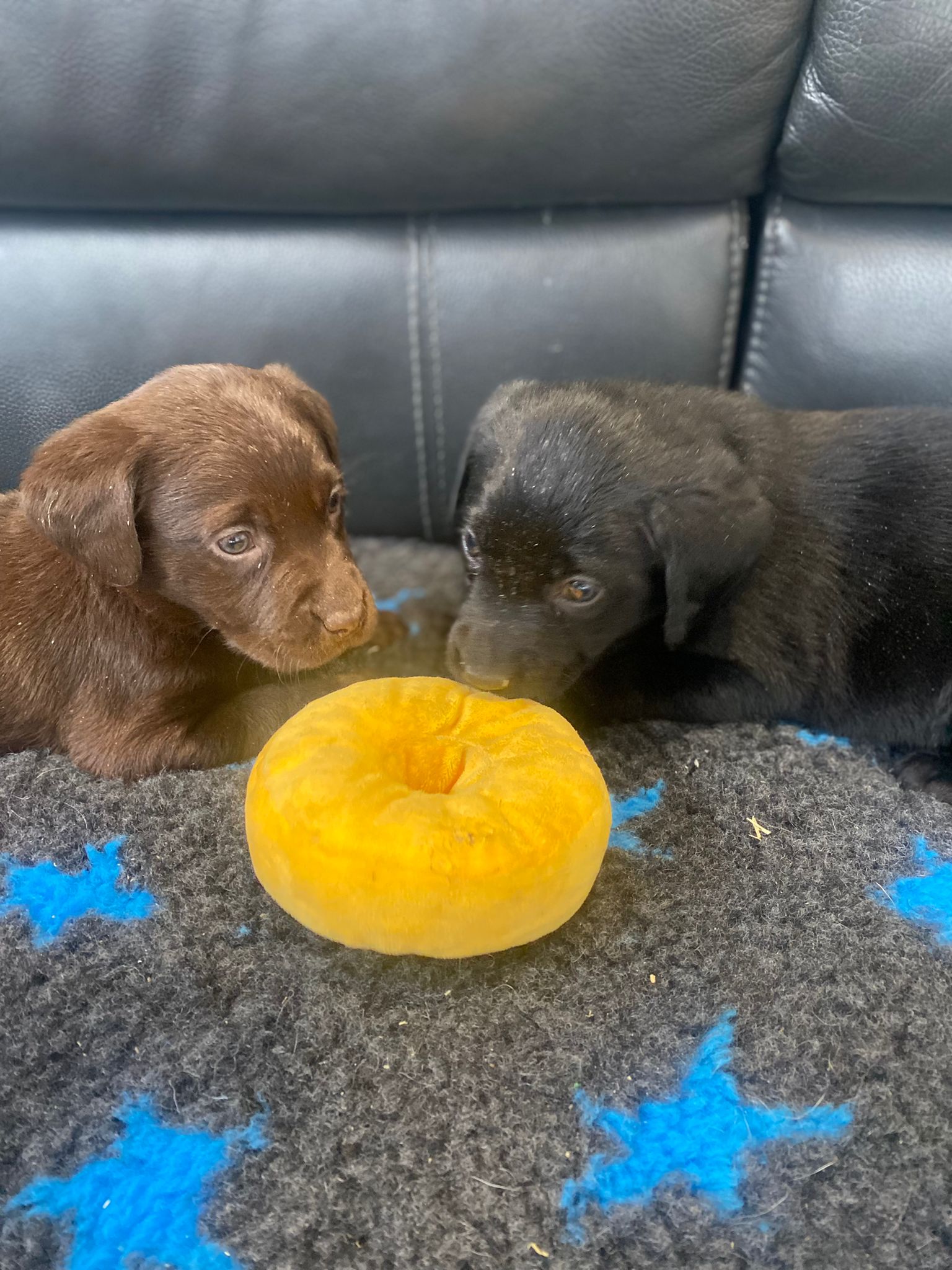 Labrador Breeders Kent at Harriet Irwin blog