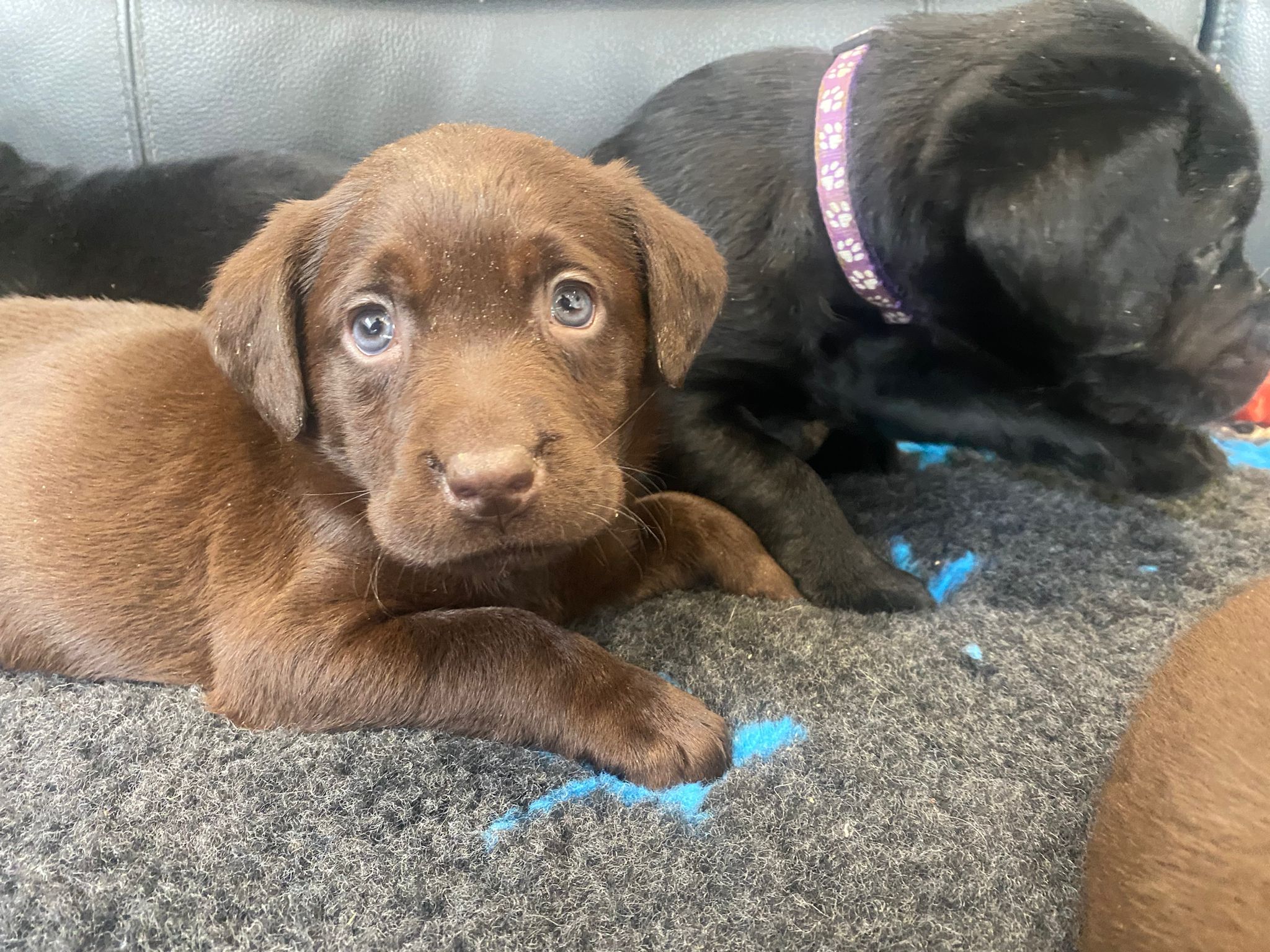 Labrador Puppies for Sale | Black, Choc, Yellow, Red Labrador Breeders ...