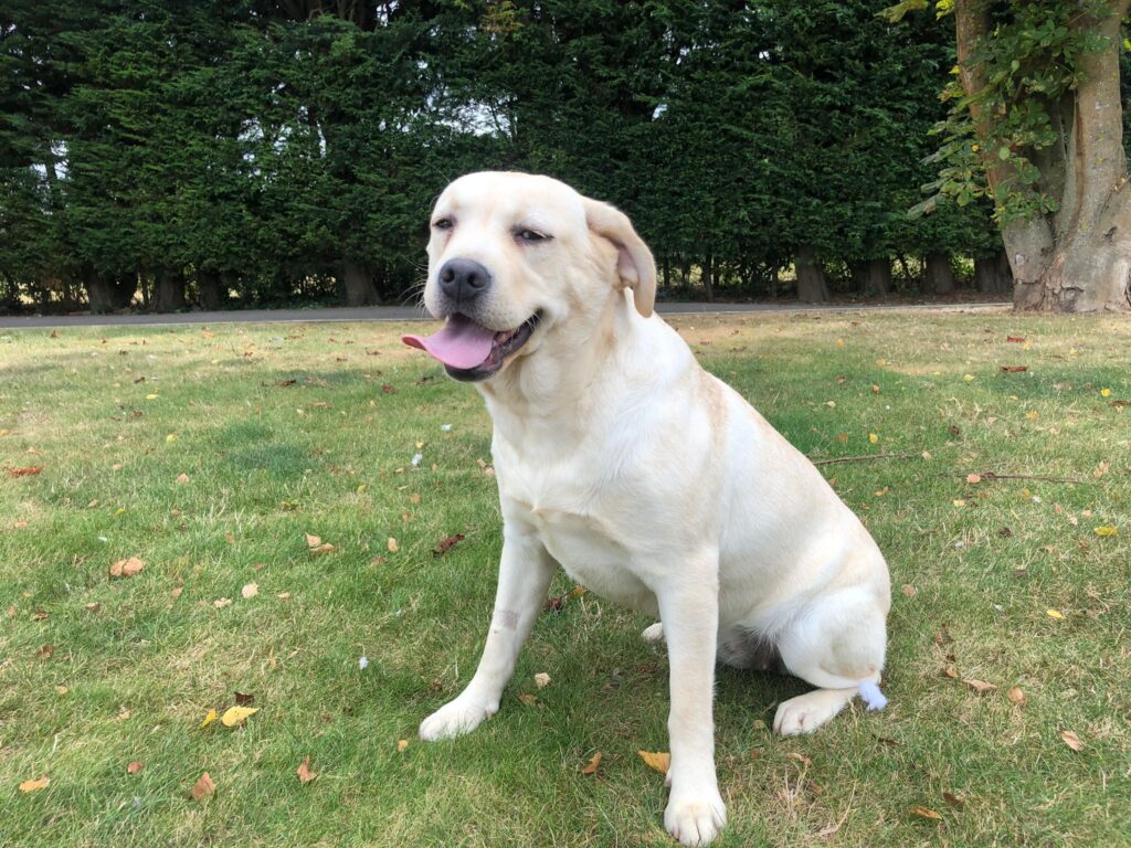 Lynsted Lab Girls - Labrador Puppies | Lynsted Labs | Sittingbourne