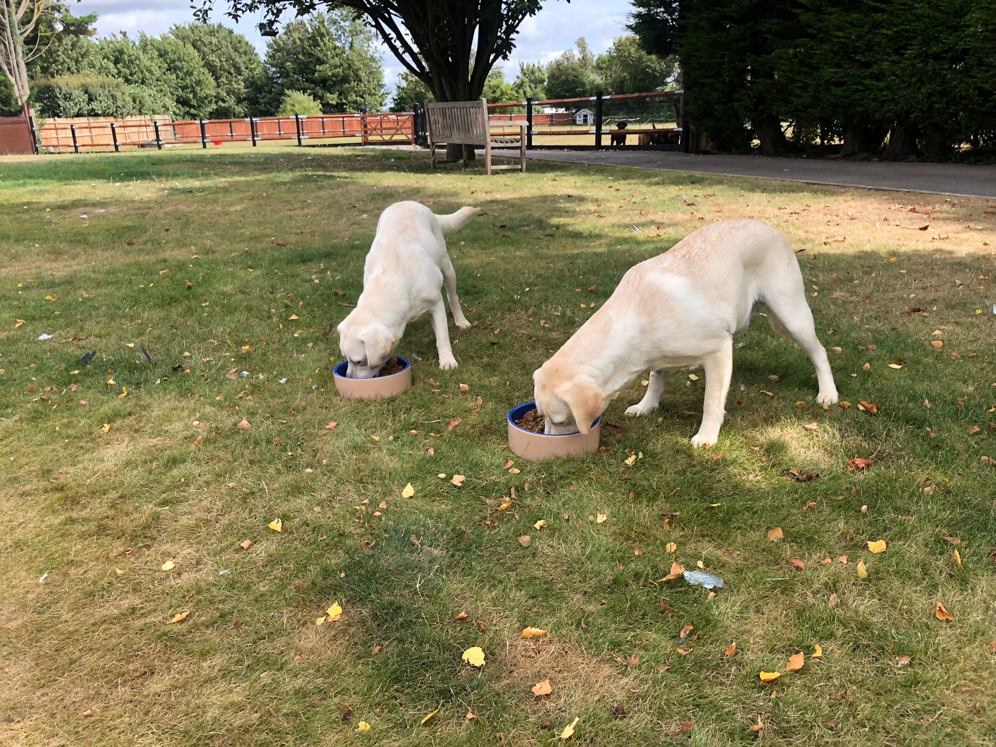 Lynsted Lab Girls - Labrador Puppies | Lynsted Labs | Sittingbourne