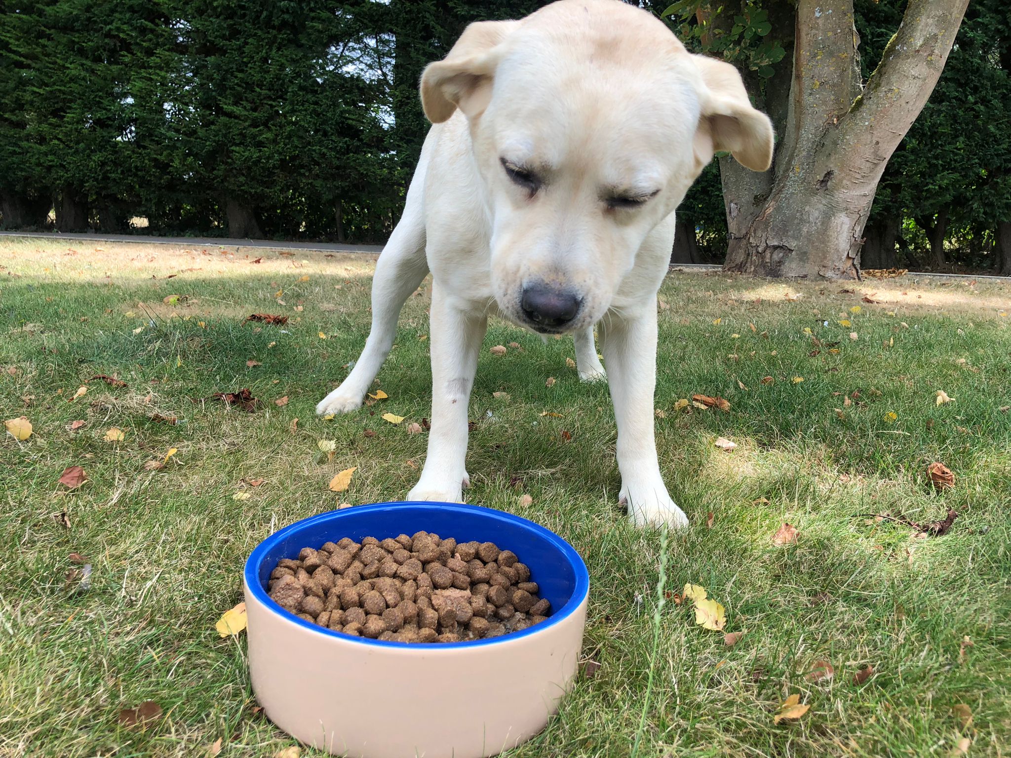 Lynsted Lab Girls - Labrador Puppies | Lynsted Labs | Sittingbourne