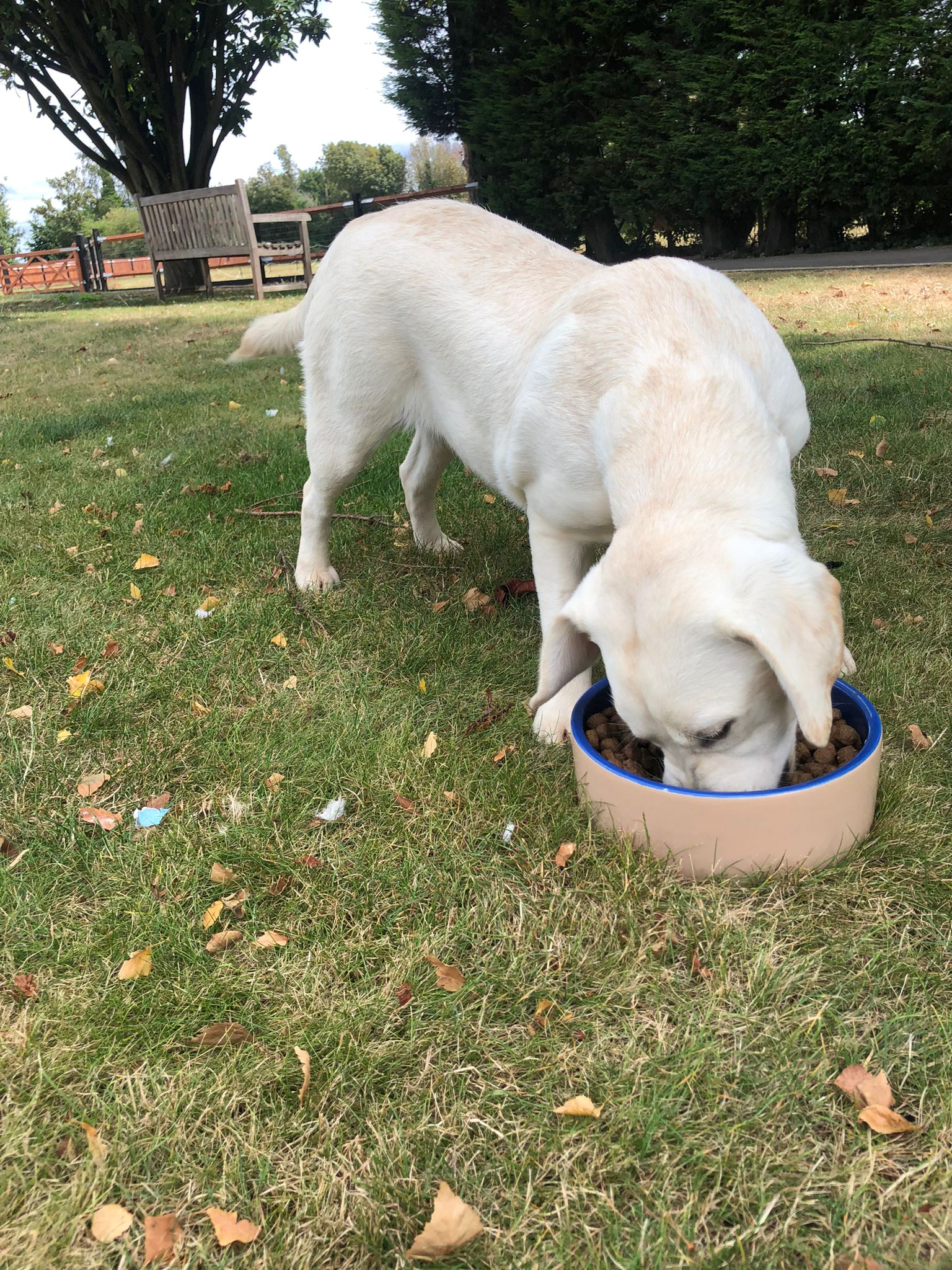 Lynsted Lab Girls - Labrador Puppies | Lynsted Labs | Sittingbourne