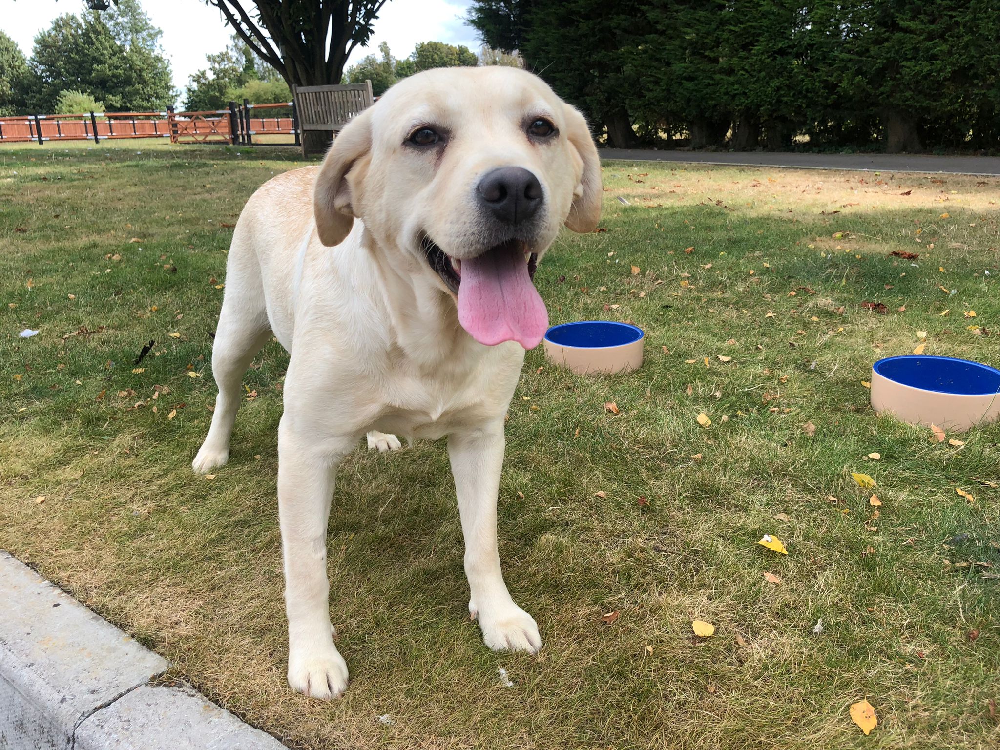 Lynsted Lab Girls - Labrador Puppies | Lynsted Labs | Sittingbourne