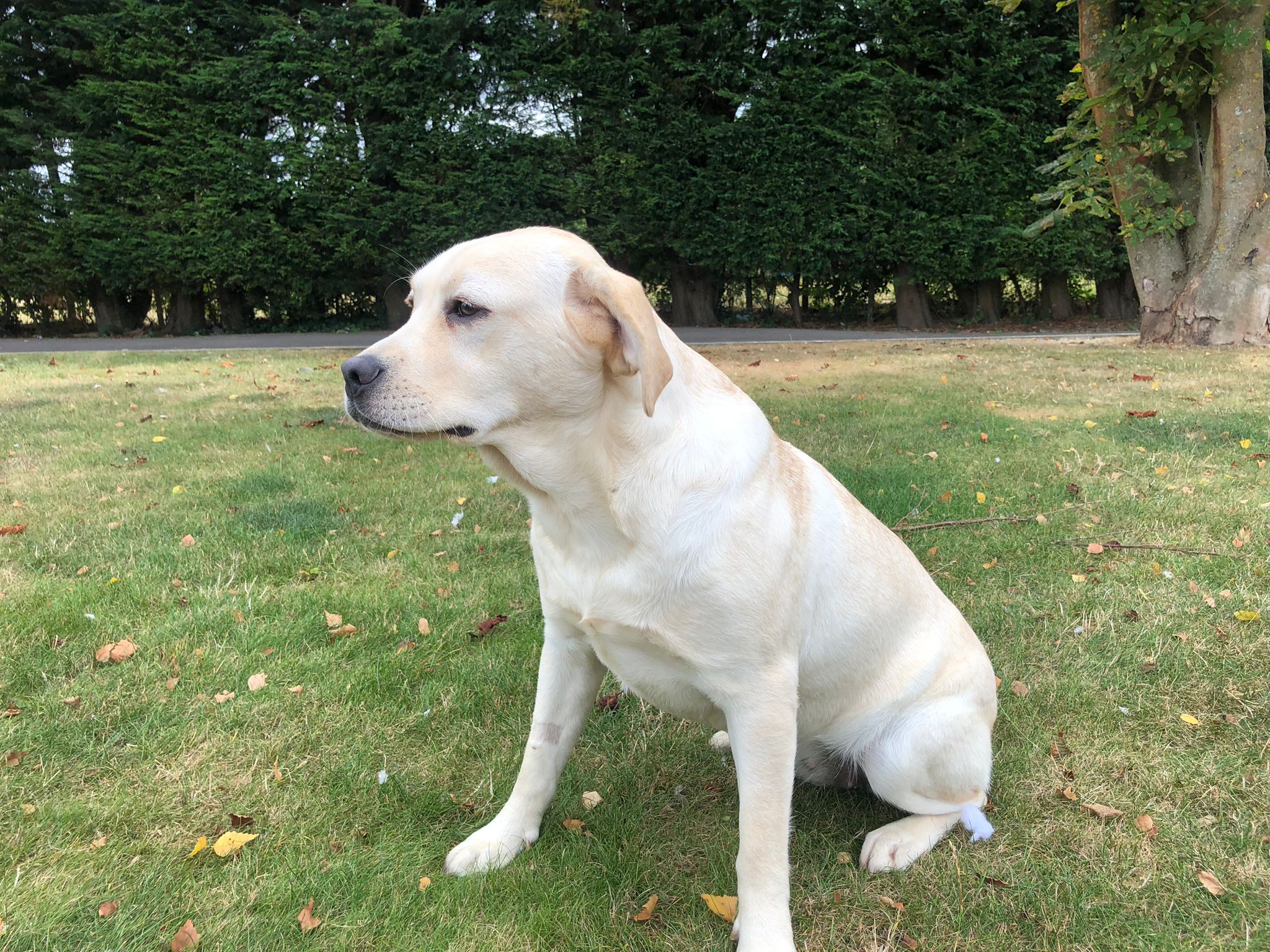 Lynsted Lab Girls - Labrador Puppies | Lynsted Labs | Sittingbourne