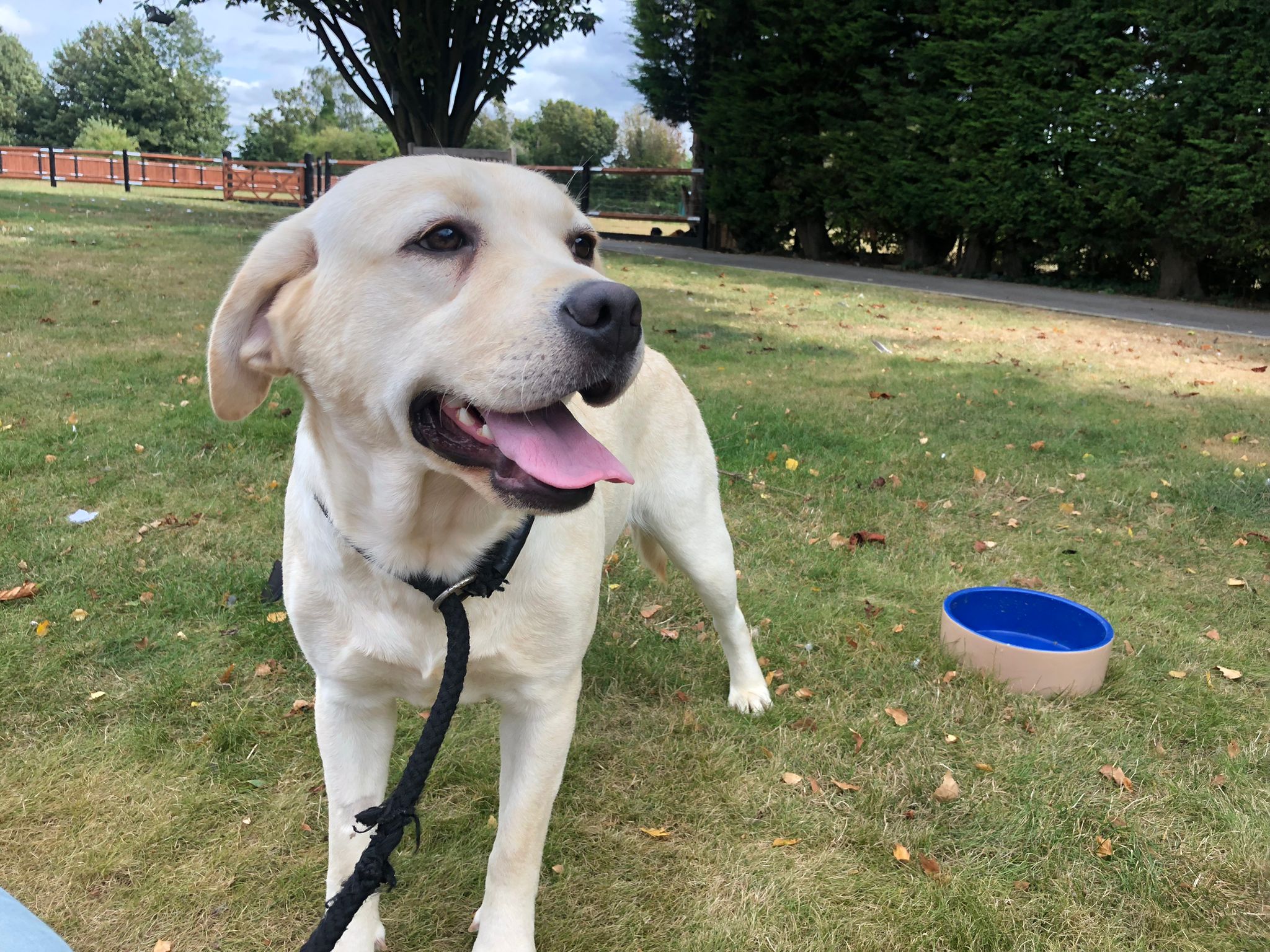 Lynsted Lab Girls - Labrador Puppies | Lynsted Labs | Sittingbourne