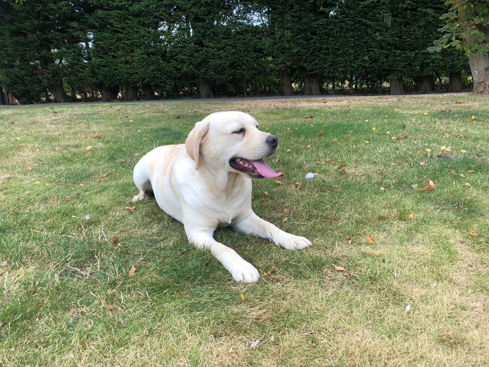 Lynsted Lab Girls - Labrador Puppies | Lynsted Labs | Sittingbourne