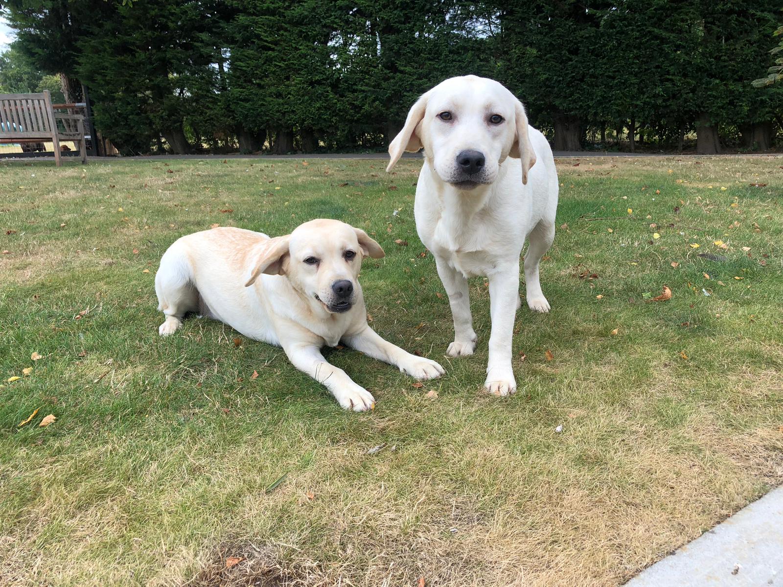 Lynsted Lab Girls - Labrador Puppies | Lynsted Labs | Sittingbourne