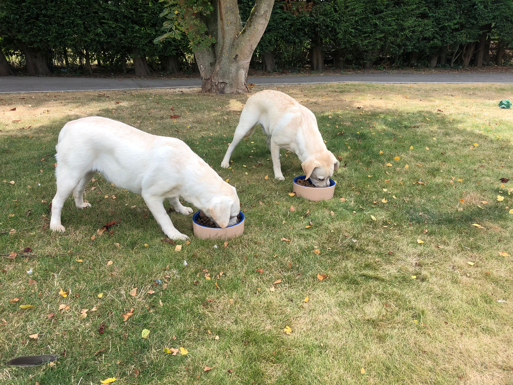 Lynsted Lab Girls - Labrador Puppies | Lynsted Labs | Sittingbourne