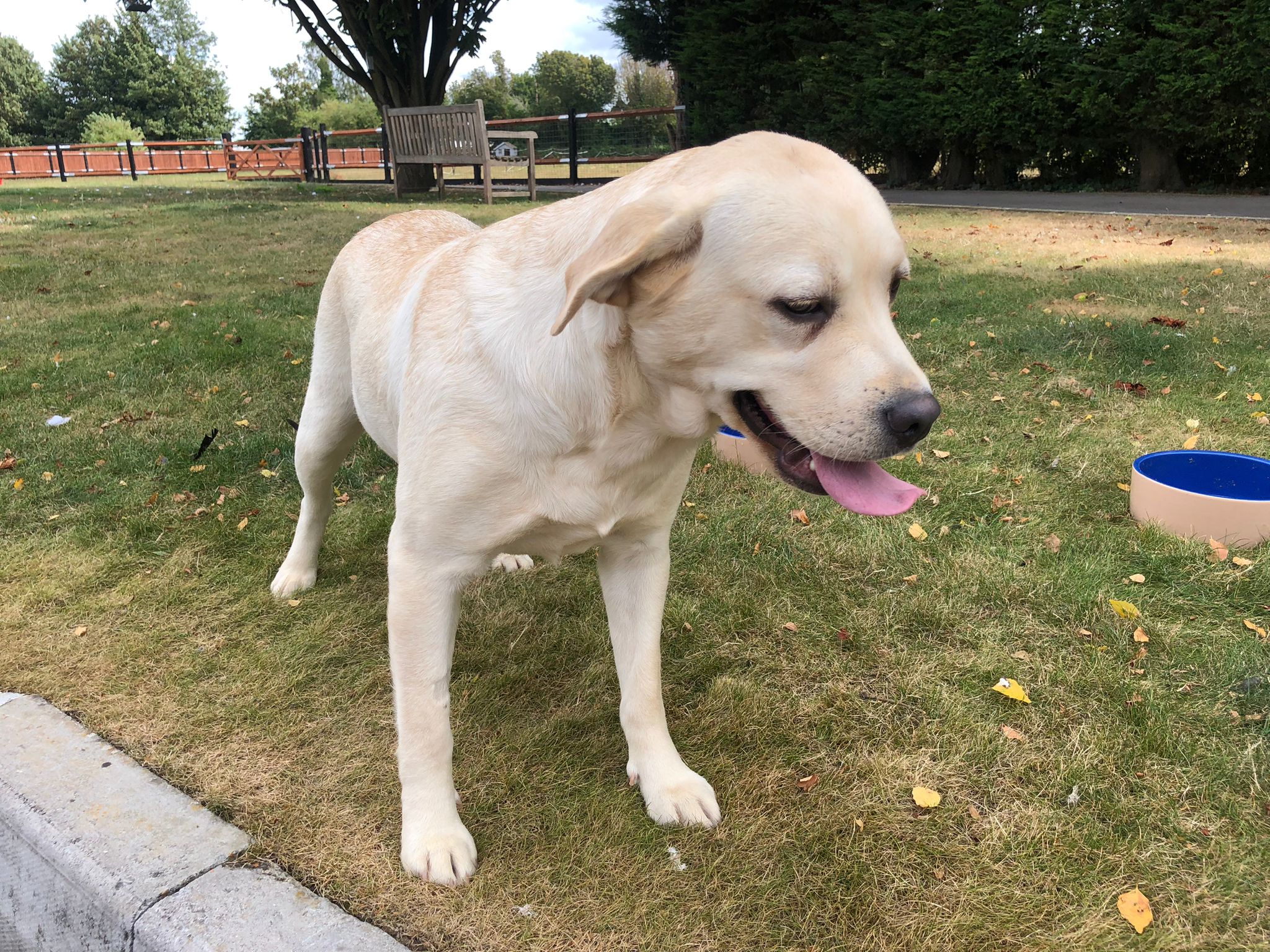 Lynsted Lab Girls - Labrador Puppies | Lynsted Labs | Sittingbourne